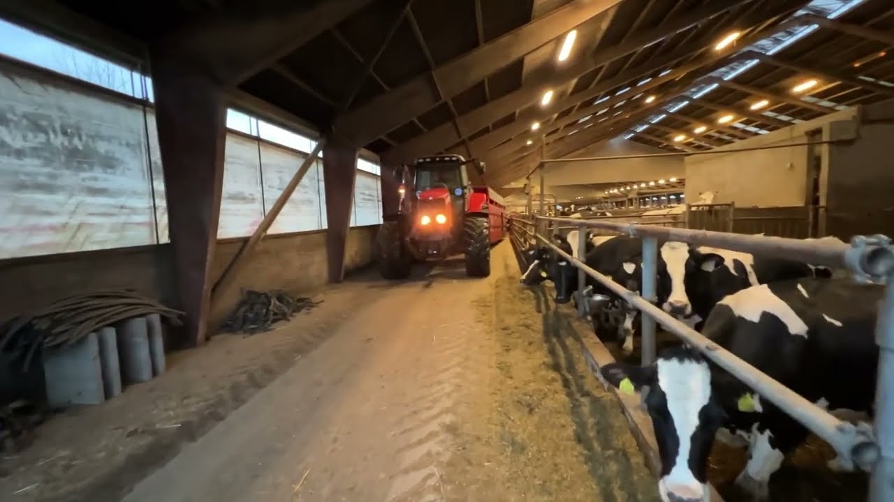 Modern machinery for the cow farm | Transportation of cows - YouTube