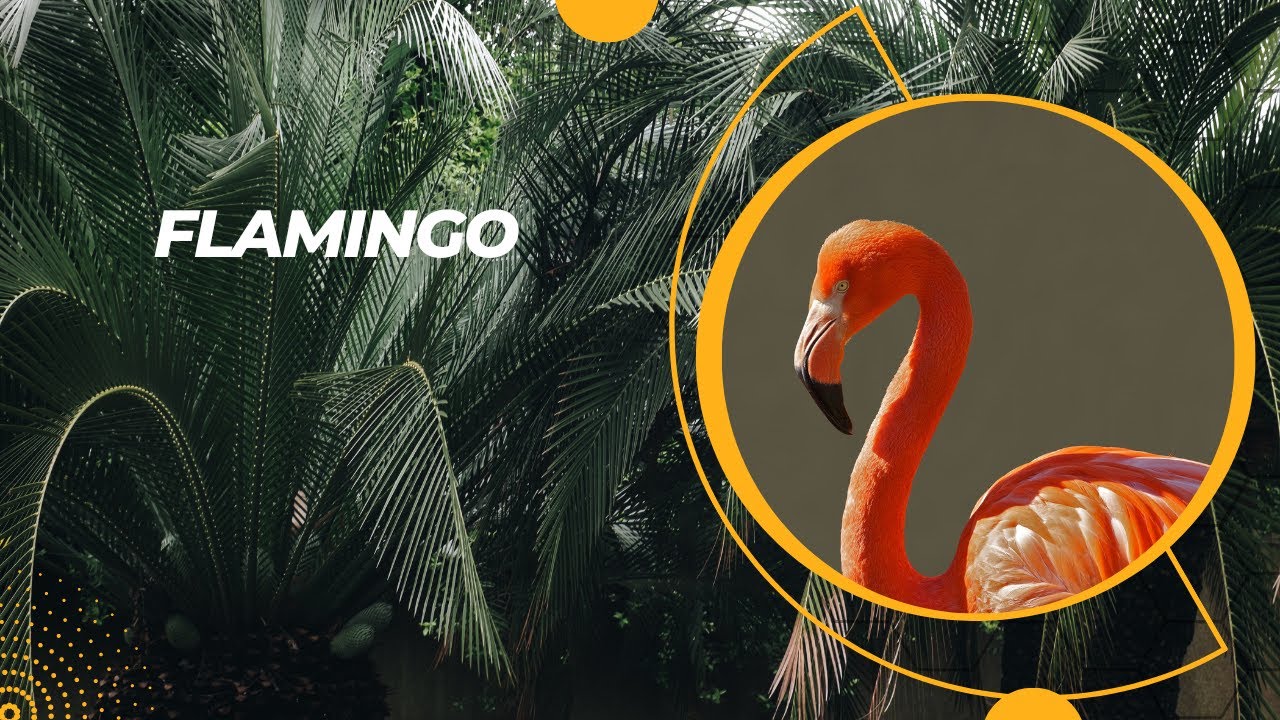 Flamingo - YouTube