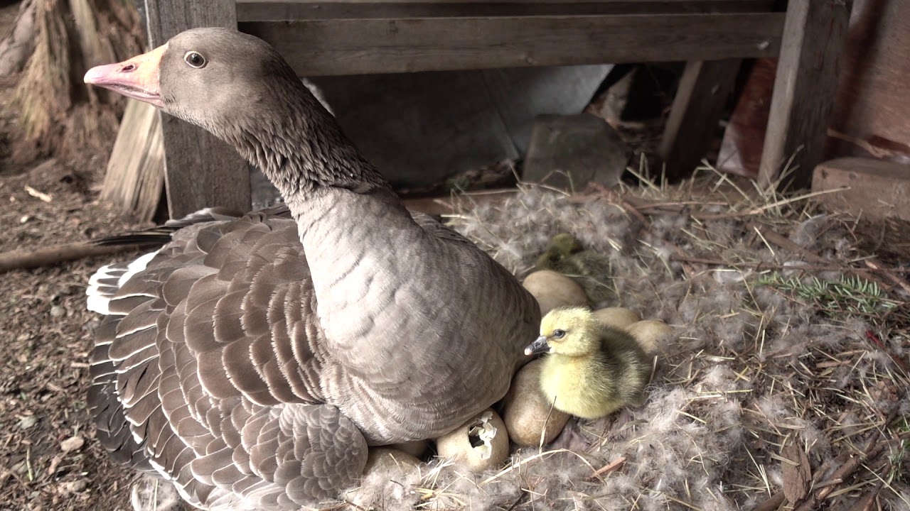 Goslings hatching! - YouTube