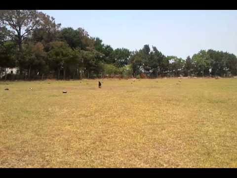 Max -Randy Desormeaux - YouTube