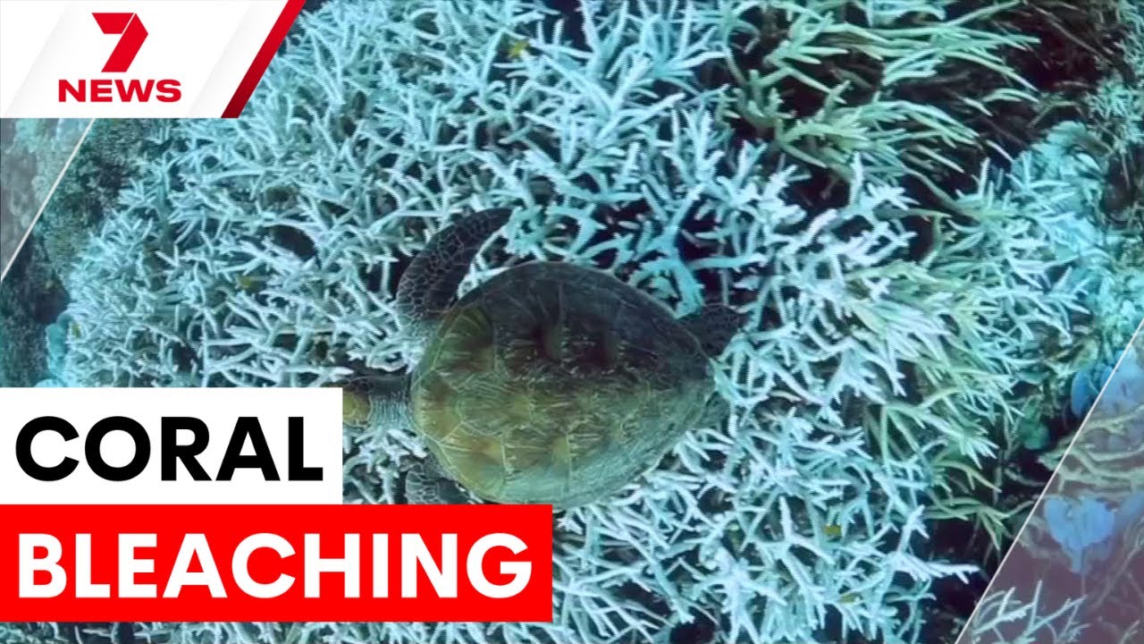 Mass bleaching event in the Great Barrier Reef | 7NEWS - YouTube