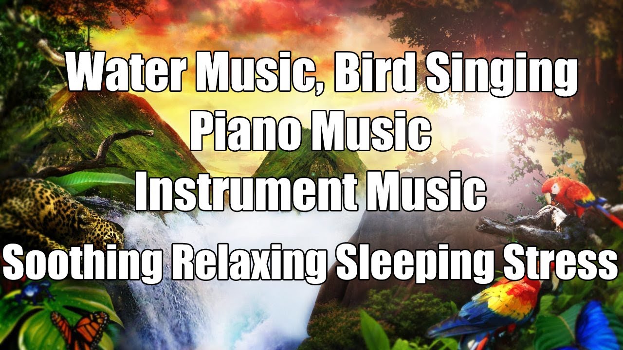 Top Best Classical Piano Music and Bird Singing For Soothing Relaxing ...