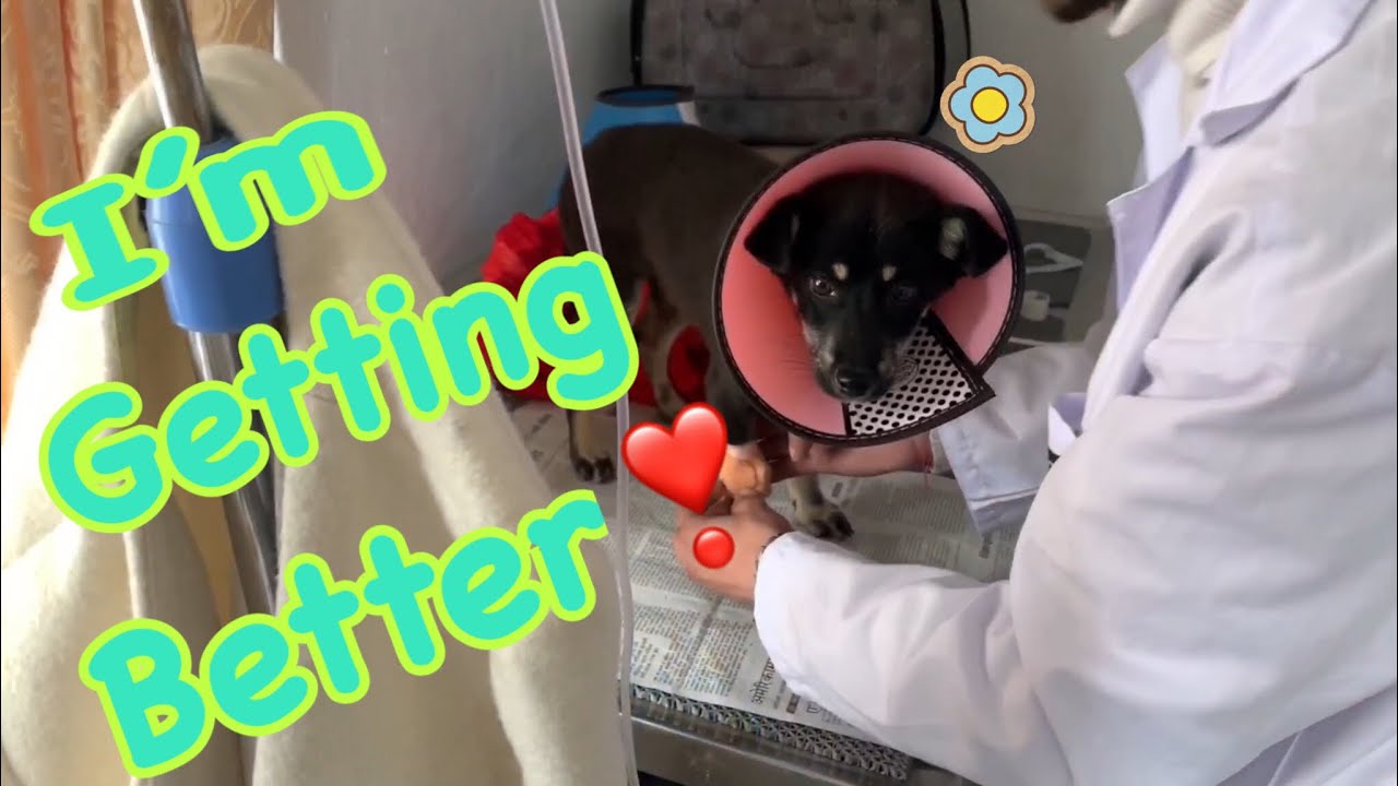 2 days after treatment🐶, is rescued dog is safe?/what did the doctor ...