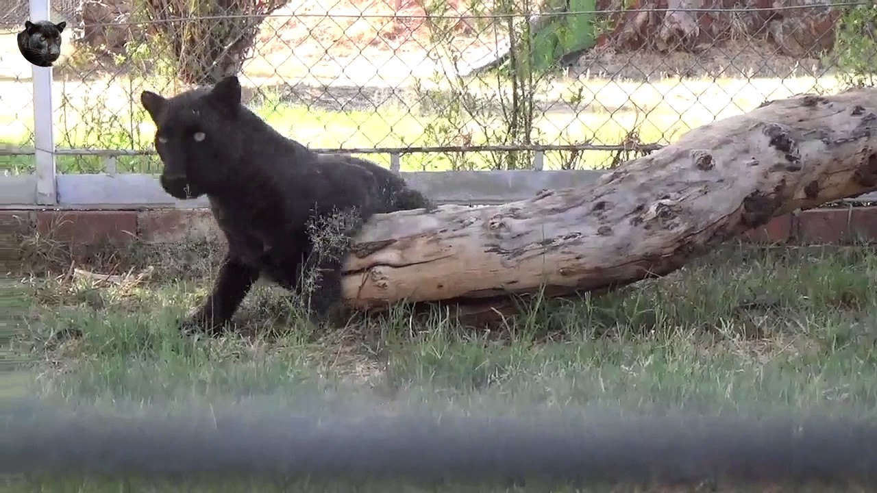black leopard Luna in heat - YouTube