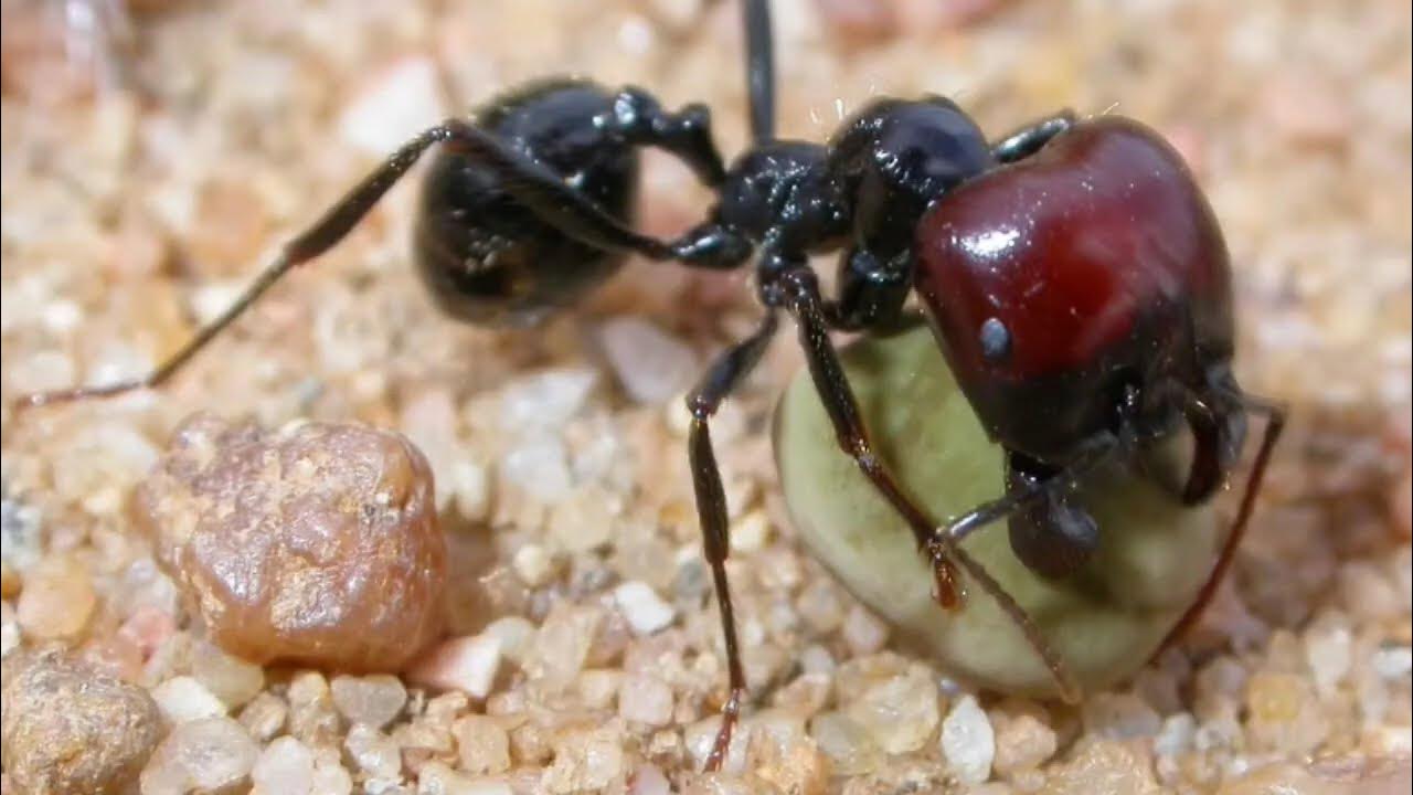 Nuevas hormigas de dos especies #messor #ants #hormigas #hormiguero #insectos #minor #camponotus ...