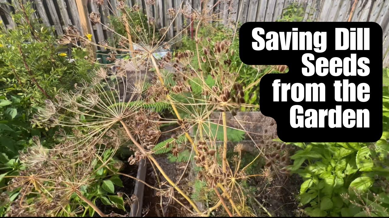 Saving Dill Seeds from Your Garden - YouTube