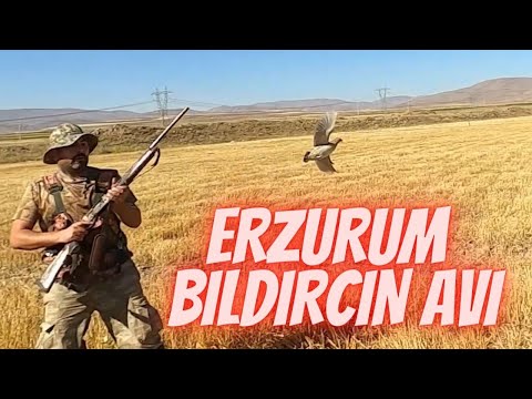 ERZURUM BILDIRCIN AVI ( Muhteşem Manzara  Ferma Net Vuruşlar )