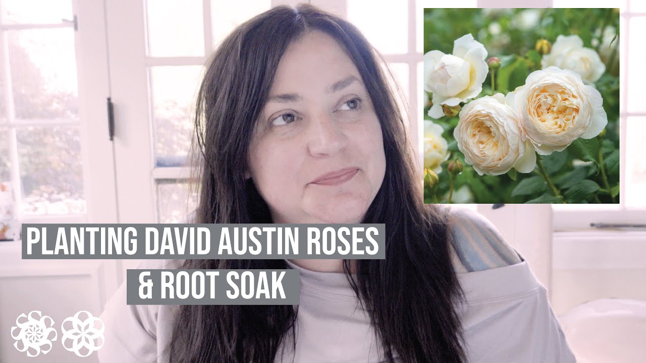 Planting David Austin Bare Root Roses & Root Soak Treatment - YouTube