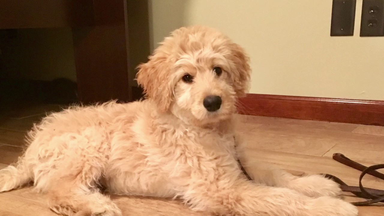 Cooper Goldendoodle 1st Stay - YouTube
