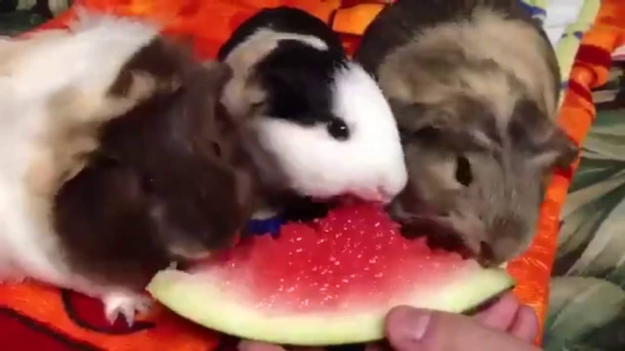 Guinea pigs eating watermelon - YouTube