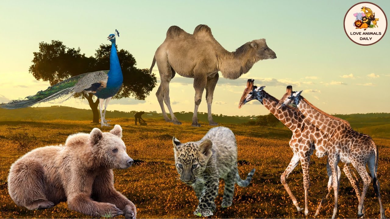 Wild Animal Sounds: Giraffe, Cow, Penguin, Buffalo, Elephant, Peacock ...