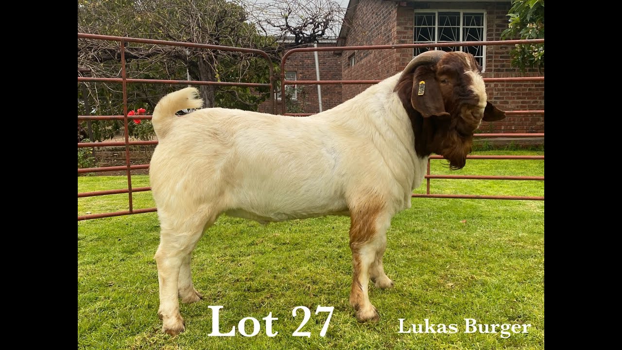 Lot 27 - Boer goat ram (762201096) - YouTube