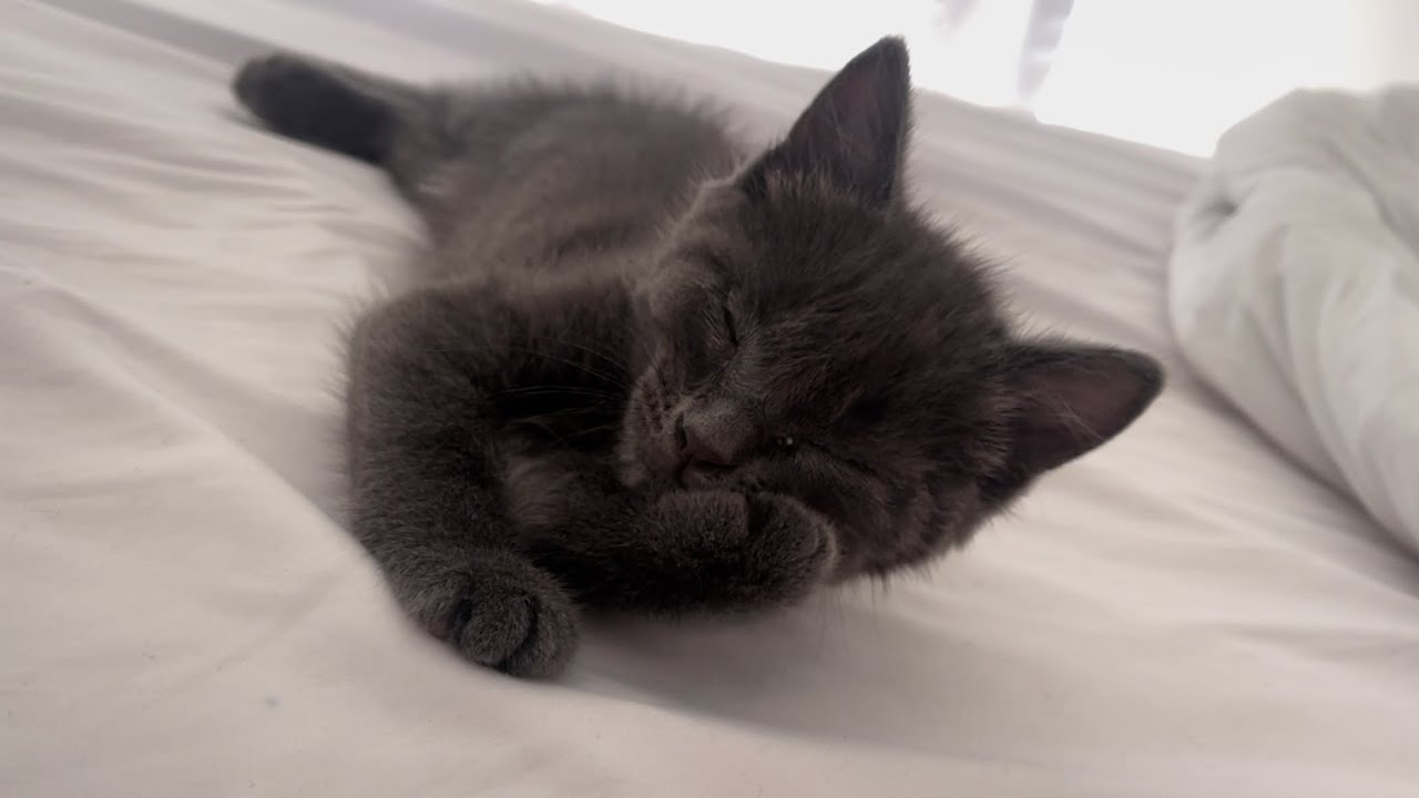 JUNEBUG the cat at 9 weeks old 💕Cat Yawning 🥱Russian Blue x British ...