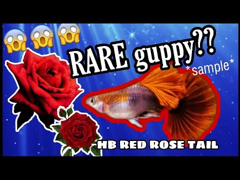 RARE GUPPY ( Hb Red Rose Tail ) Guppy have a very nice color.. - YouTube