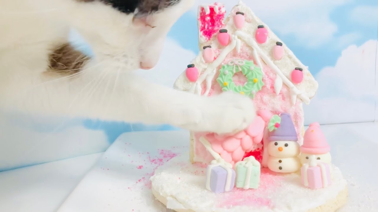 Cat Tries To Eat CANDY FUNNY Pet Video - YouTube