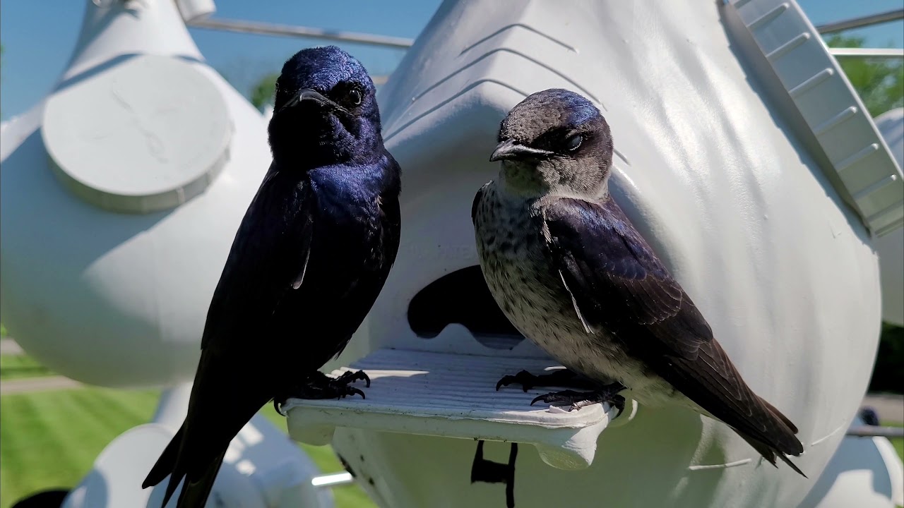 Purple Martins Excluder Gourd 4K - YouTube