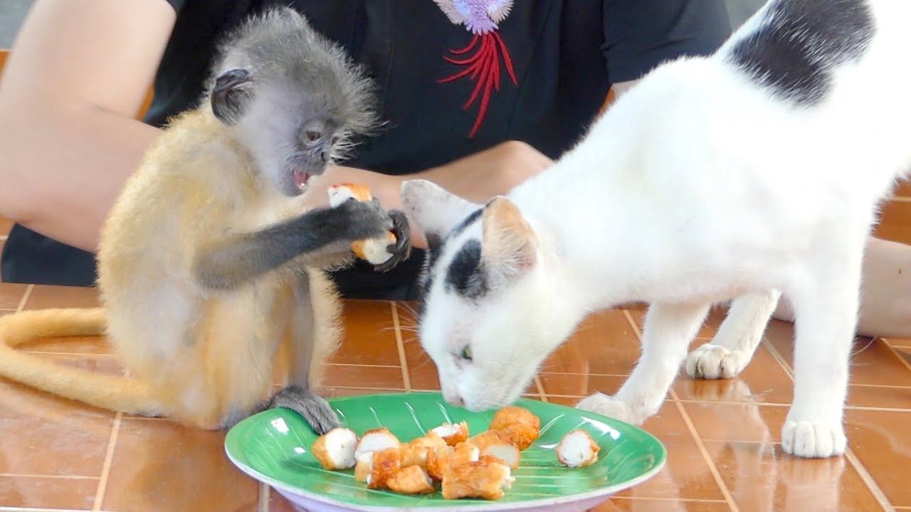 Monkey Niki and Miki eating food with friend - YouTube
