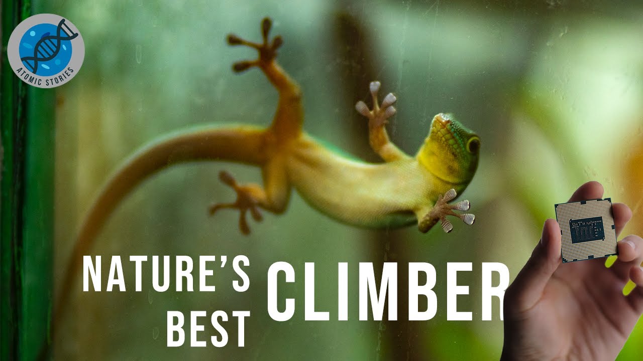 Nature`s Spider-Man builds computer chips - YouTube