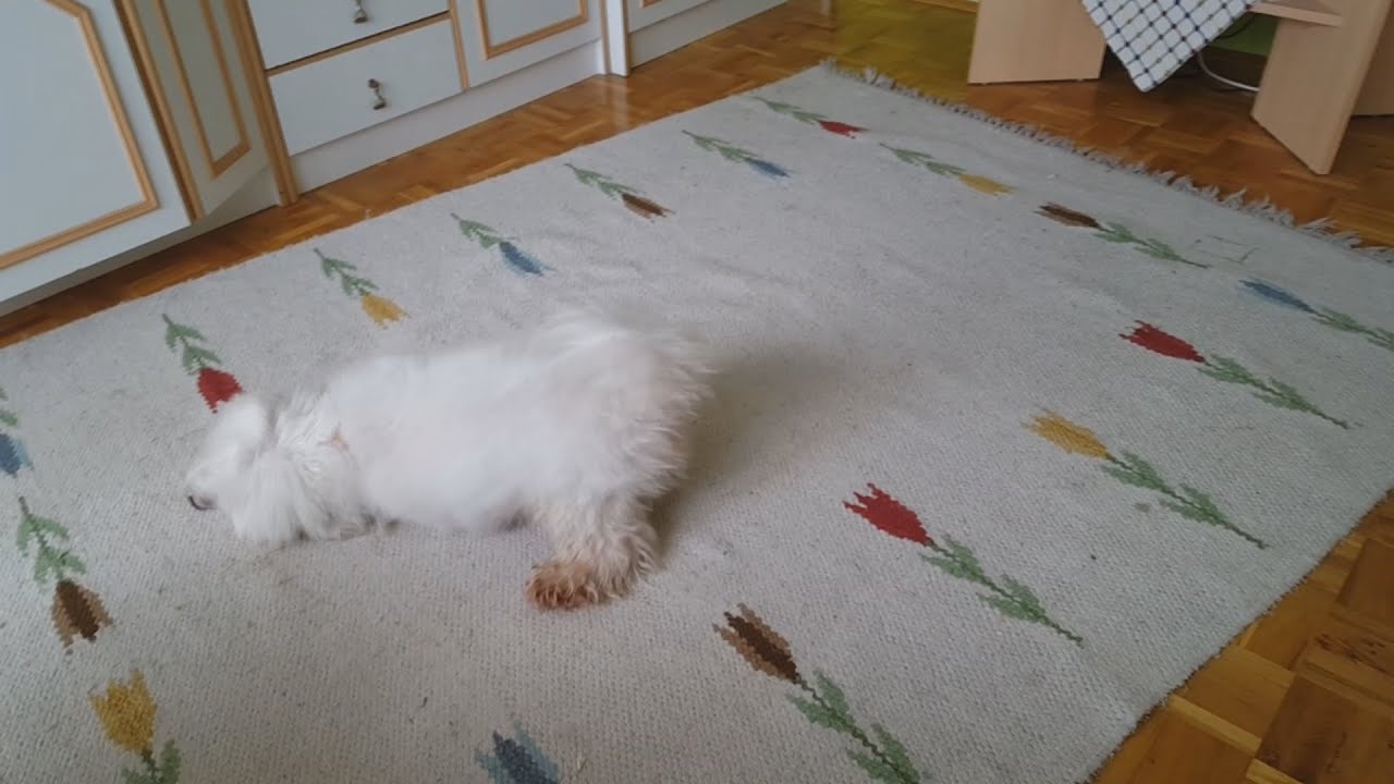 Funny dog moving around carpet - YouTube