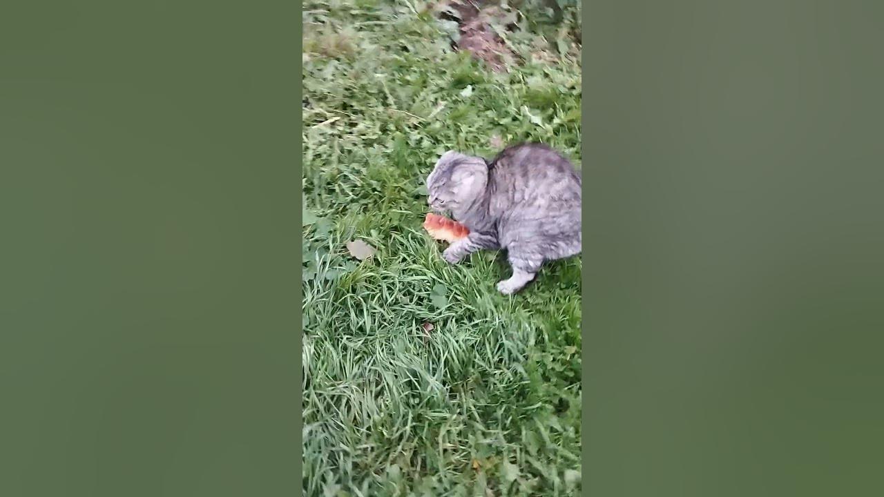 A Treat For A Cat YouTube a-treat-for-a-cat-youtube