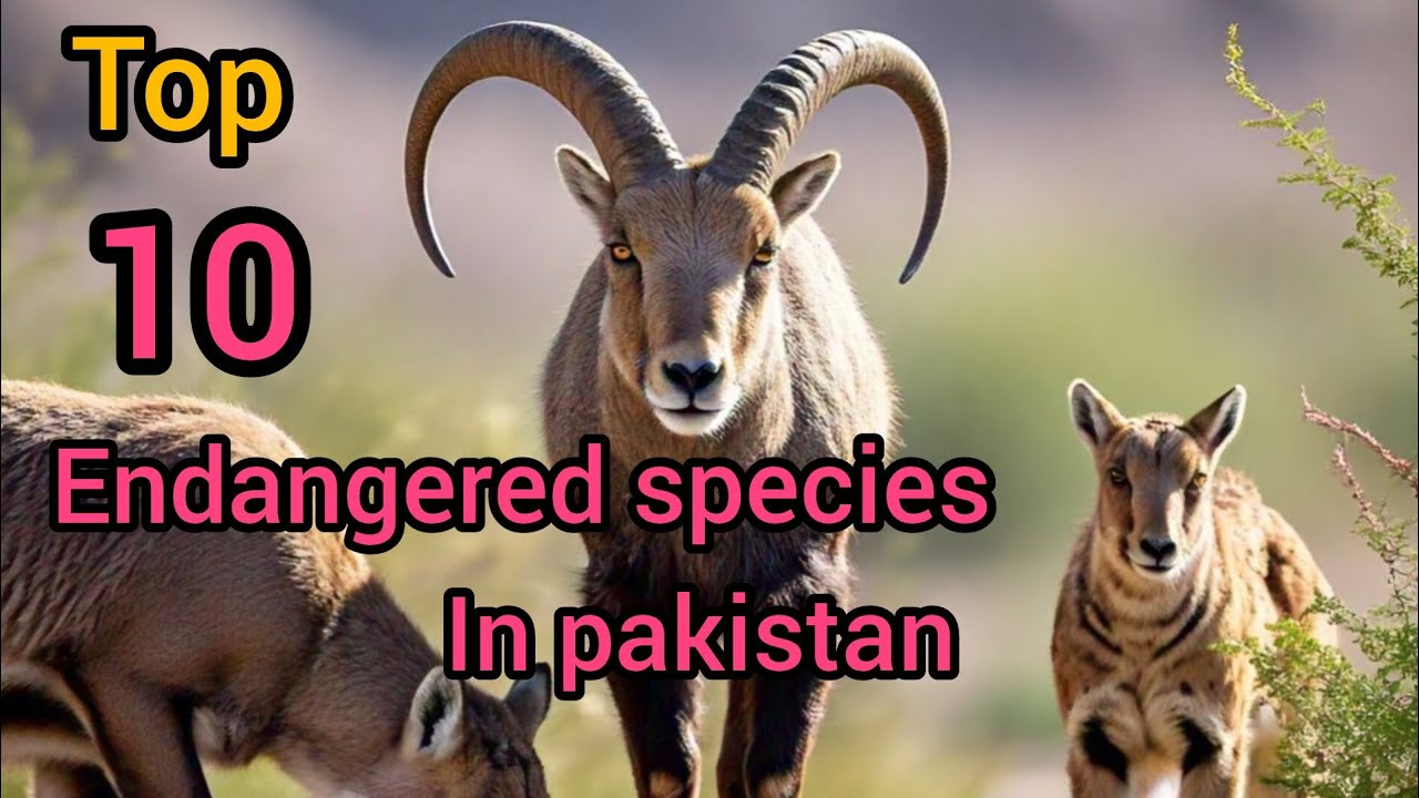 Top 10 Endangered animals in pakistan # animals in trouble in pakistan ...