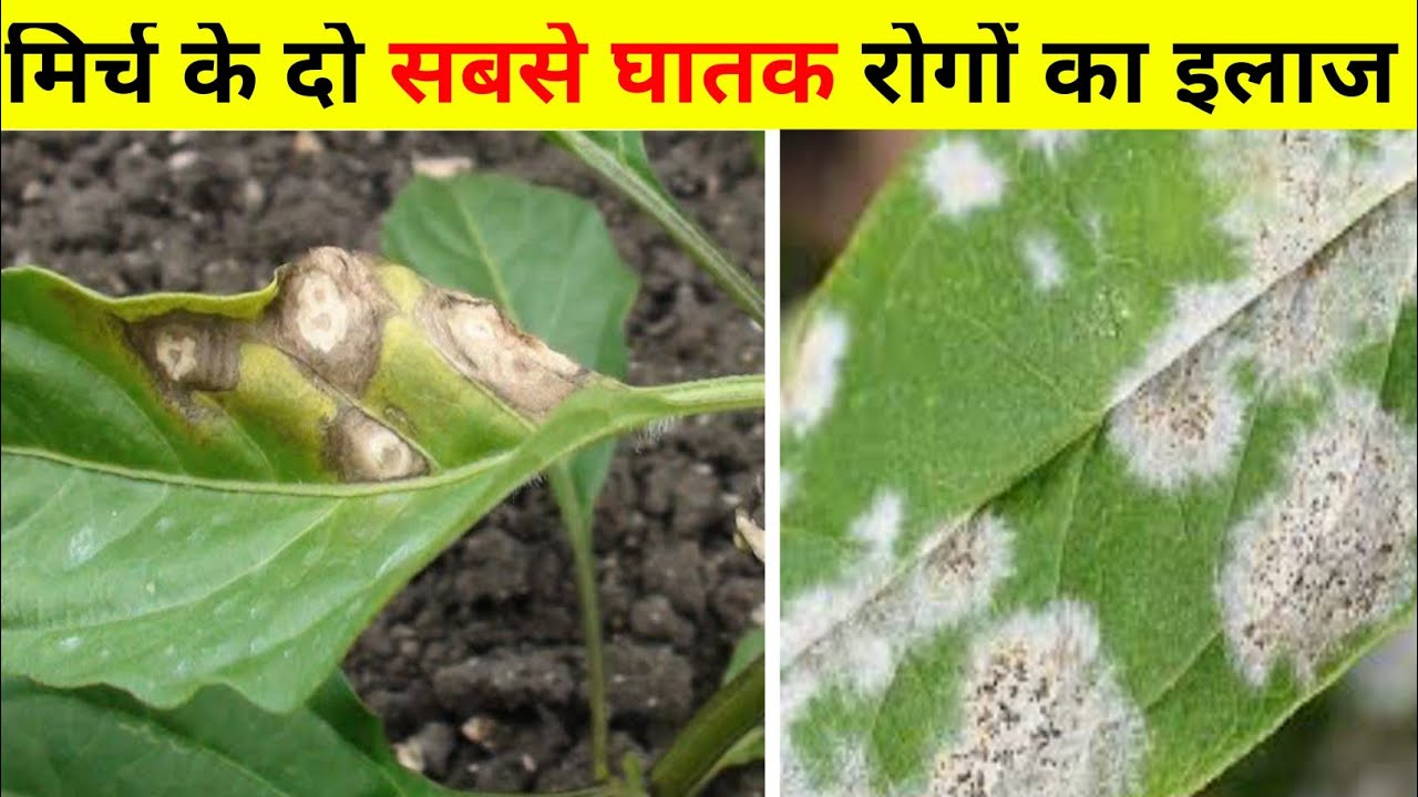 Leaf Spot And Powdery Mildew Disease Control In Chilli Farming ...