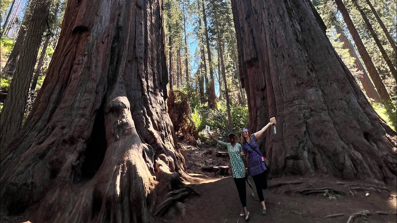 Sensational Sequoias - YouTube