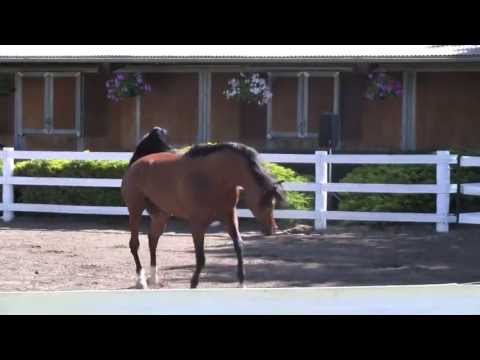 Nancy Simmonds, Varian Arabians,Stallions - YouTube