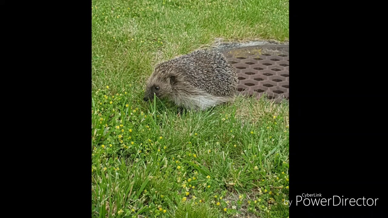 la 2 ème fois que je vois un hérisson mais le lendemain il est mort😢 ...