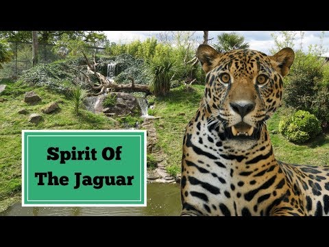 Chester Zoo's World Class Jaguar Habitat