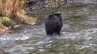 Grizzly Bears Catching Salmon Earth S Great Seasons Bbc Earth Bbc Earth Mp3 & Mp4 Download ...