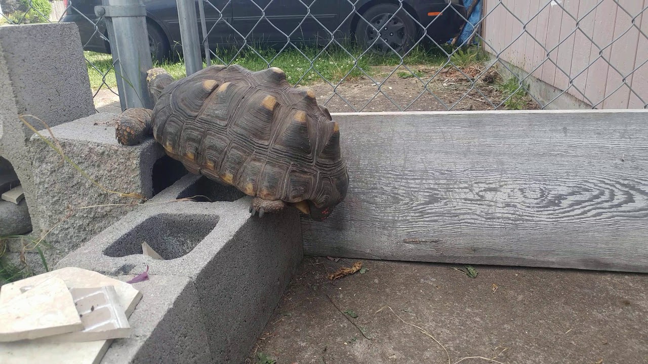 Escape Tortoise - YouTube