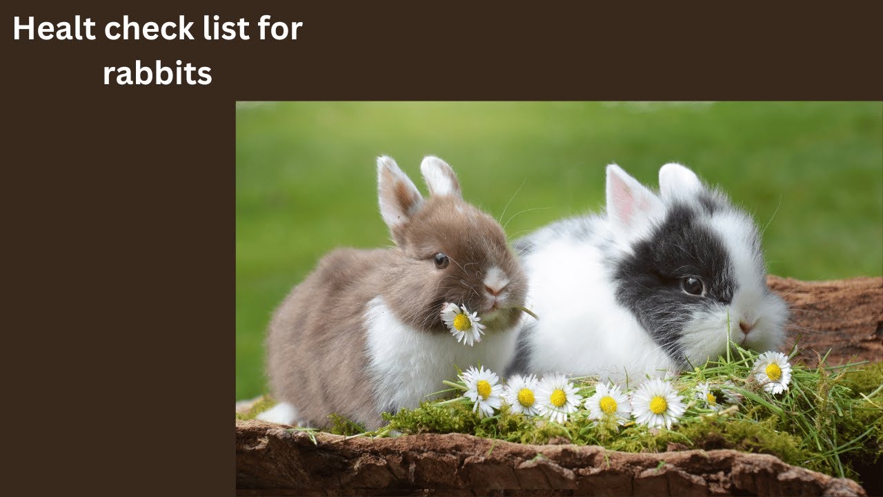 HEALTH CHECK LIST FOR RABBITS ? - YouTube
