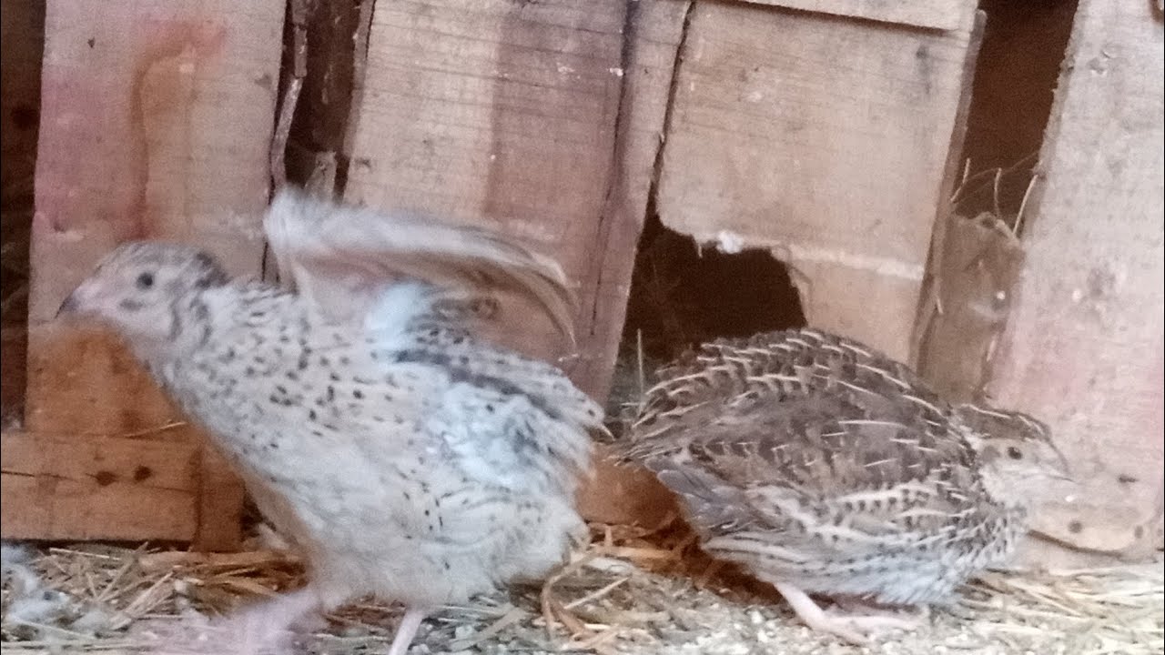 Quail breeding colony batair breeding colony finch .dove.budgries ...