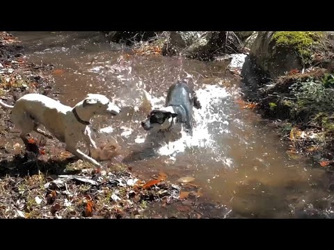 Pokey the colossal rat terrier versus Pico the skinny Whippet - YouTube