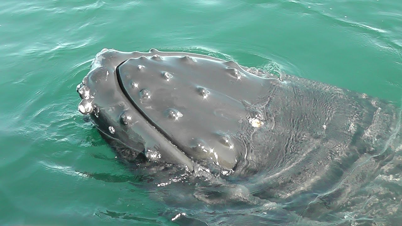 Humpback encounter - YouTube