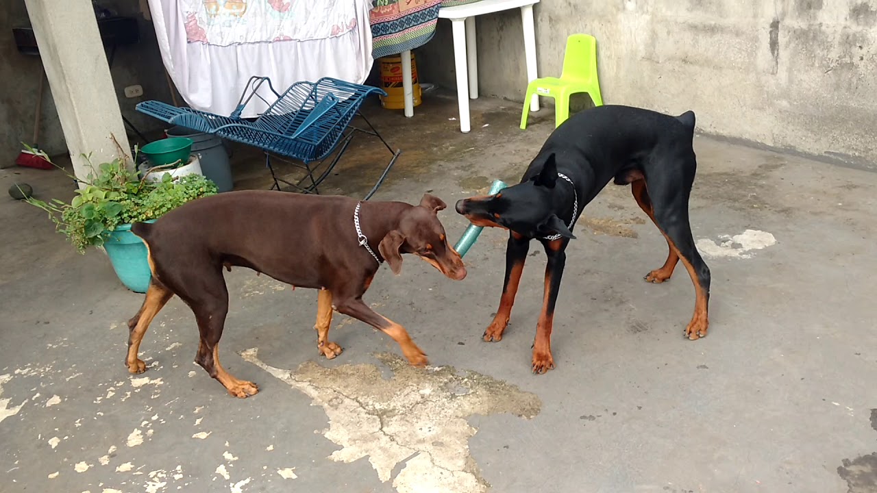 Doberman at home - YouTube