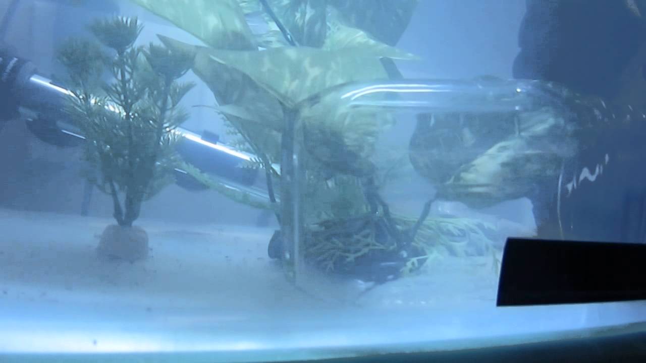Betta Combtail Breeding Experiment, Crown Tail Male X Halfmoon Plakat ...