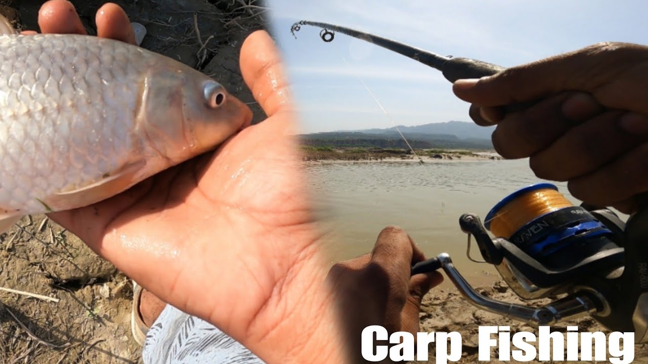 Incredible Yellow Carp Fish Catching | Big Carp Fish Catching | Carp ...