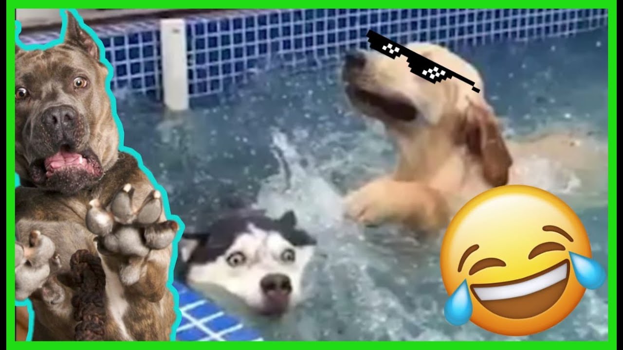 Videos de Animales Divertidos | Gatos y Perros - Intenta No Reir! Funny ...