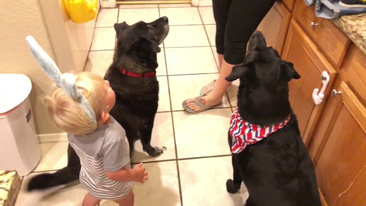 Little boy pretending to be a dog - YouTube
