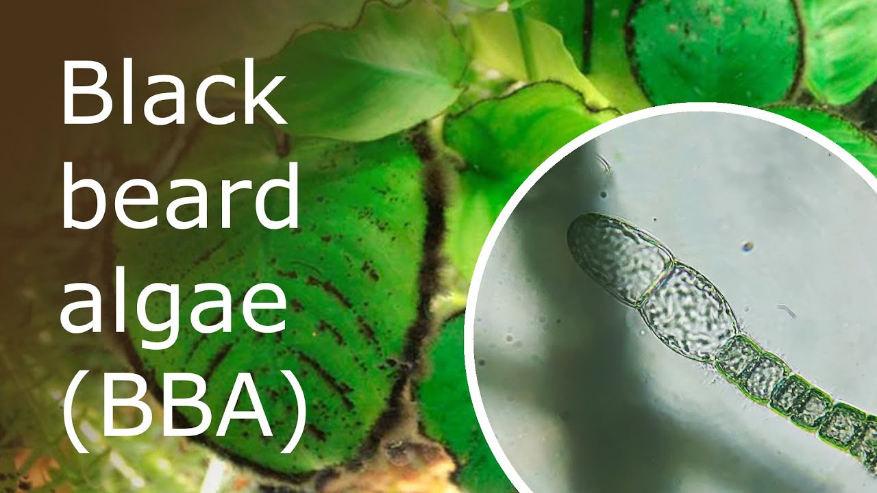 Black Beard Algae (BBA) Under a Microscope - YouTube