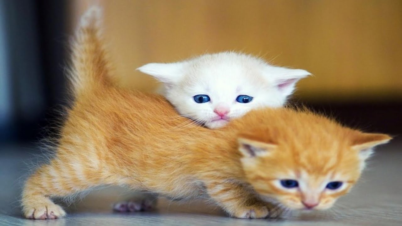 Cute baby kitten video - Cute baby kitten crying - Adorable baby kitty ...