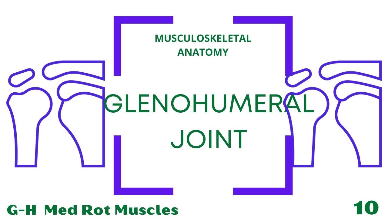 Glenohumeral (G-H) Medial Rotation Muscles - YouTube