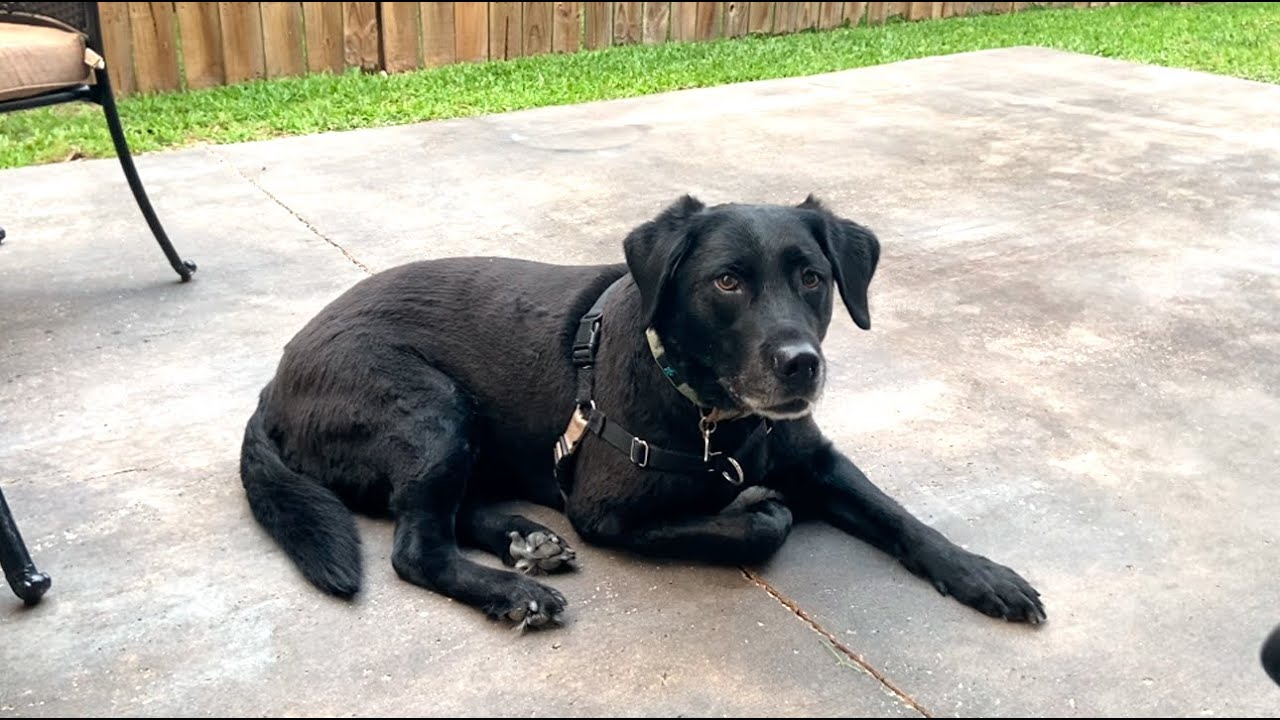 Shadow Excited to Go Home - YouTube