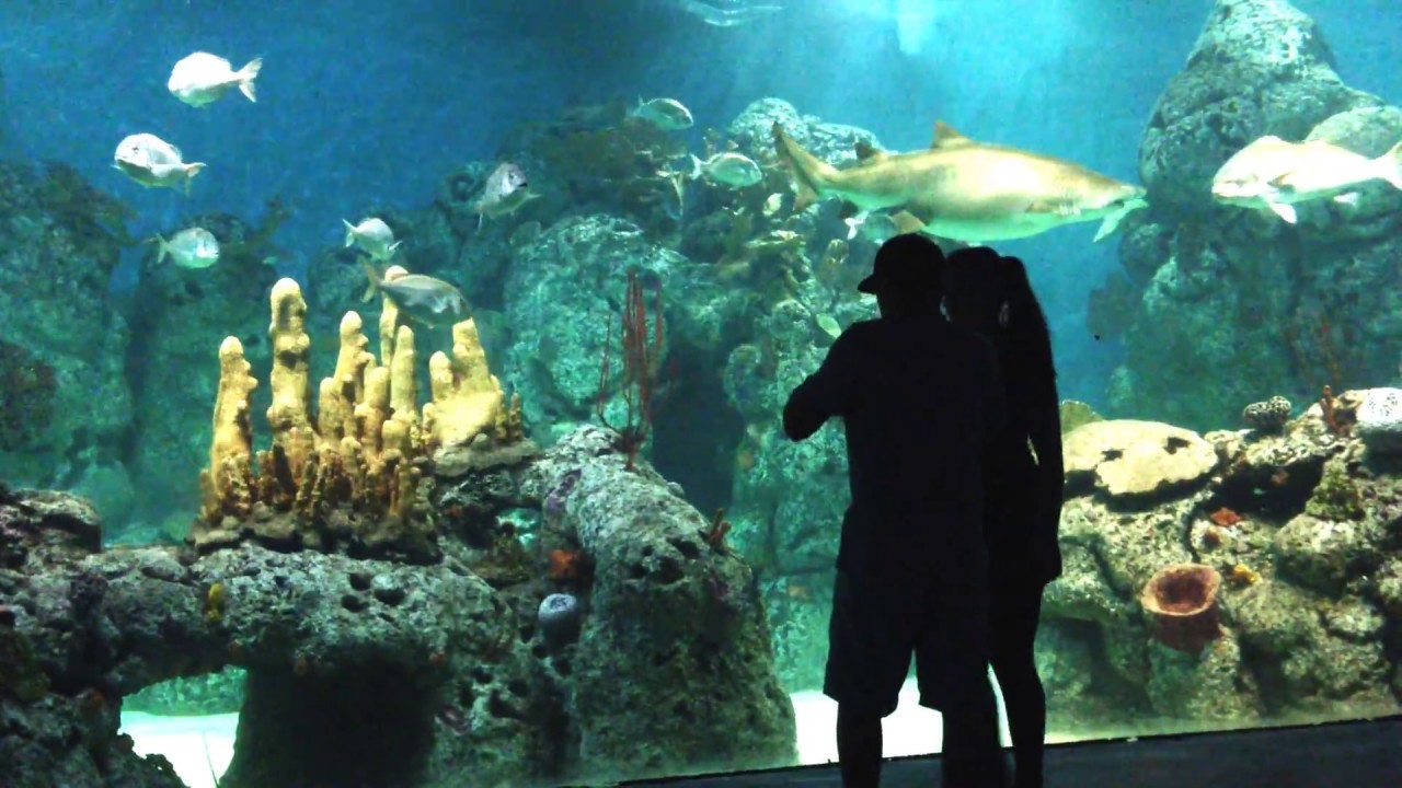 ACUARIO PARQUE TEMAIKEN - YouTube