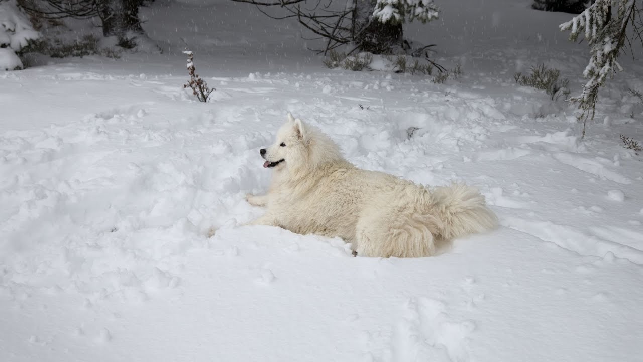 5 Tips for Allergy Sufferers Thinking of Getting a Samoyed - YouTube