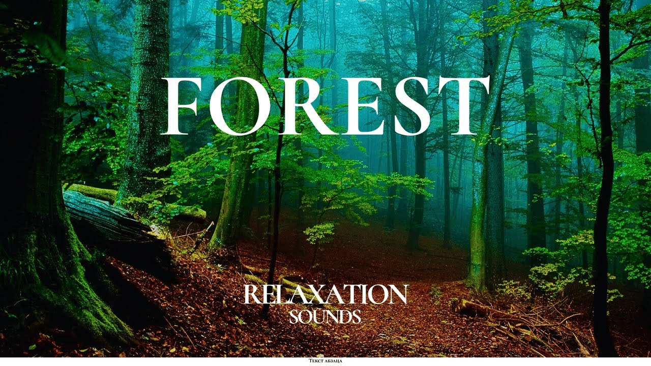 Forest 4K | Meditation | Calming | Nature Relaxation Sounds | 4K Video ...