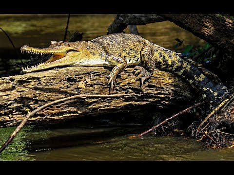 1ST NEW CROC SPECIES IN 80 YEARS - YouTube