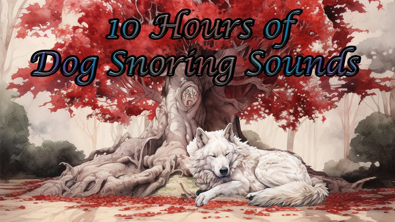 Soothing Dog Snoring Sounds for Peace and Serenity - YouTube